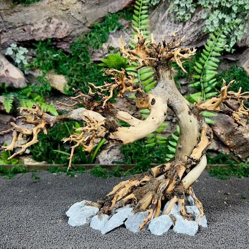 Коряга Бонсай бон116