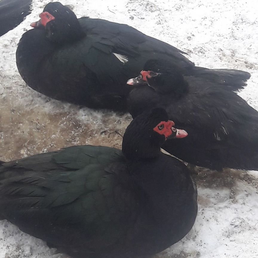 Мускусные утки, руанские селезни