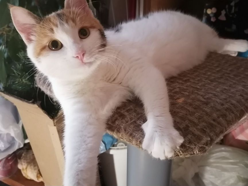 Кошка в добрые руки