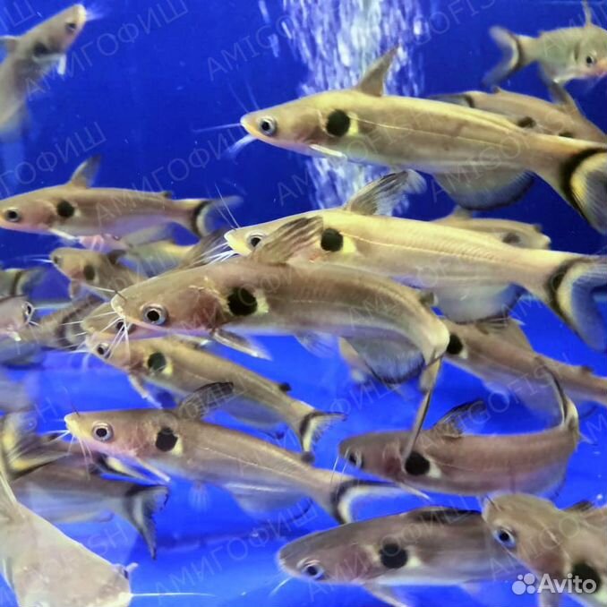 Сом Павлиний глаз (Horabagrus brachysoma)