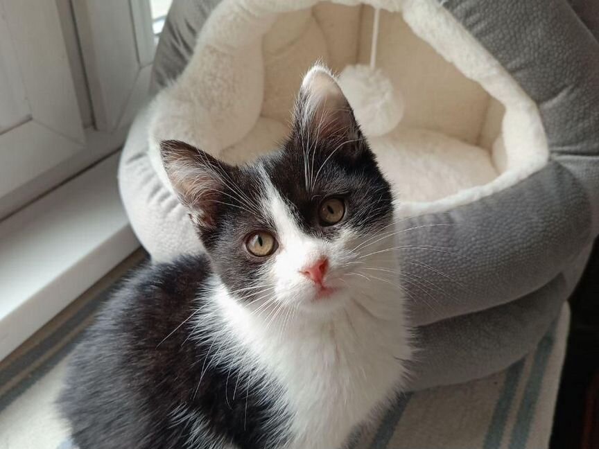 Котенок Максик ищет семью