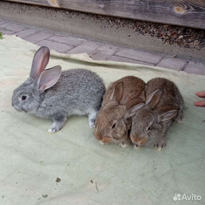 Крольчата Серый Великан цена 350