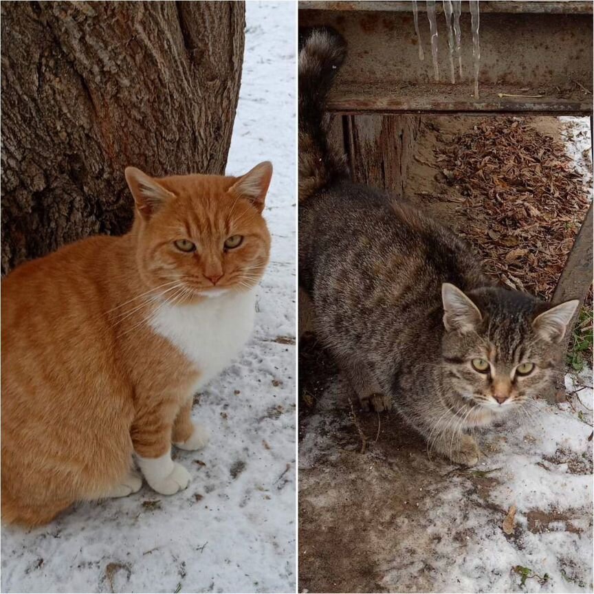 Кот и беременная кошка замерзнут заживо