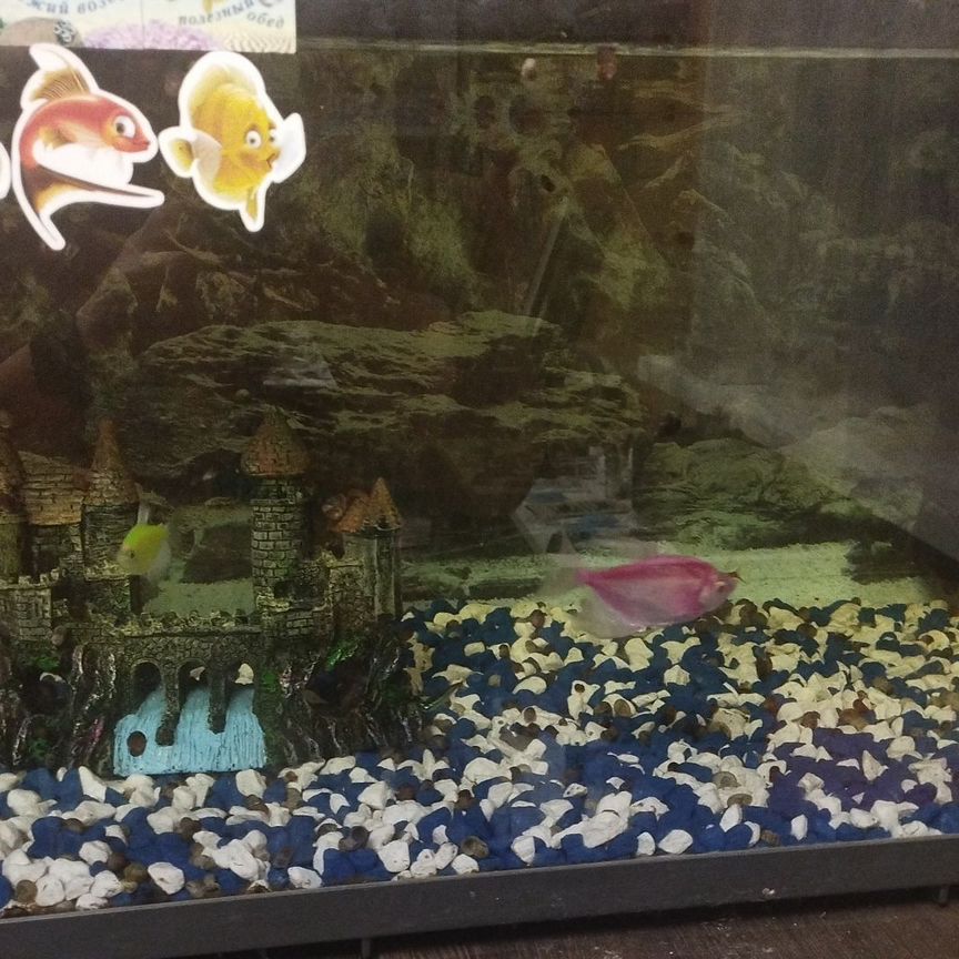 Аквариум с рыбками