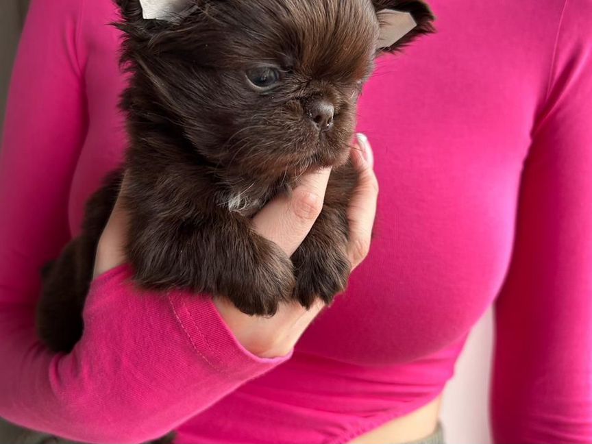 Чихуахуа щенки