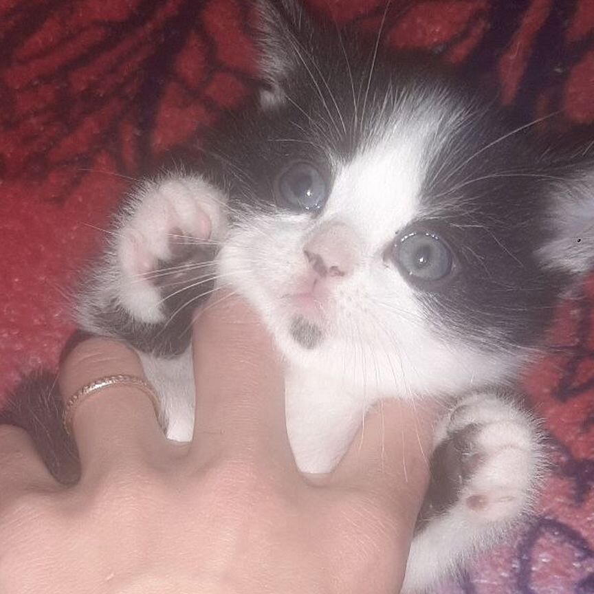 Отдам британского котенка