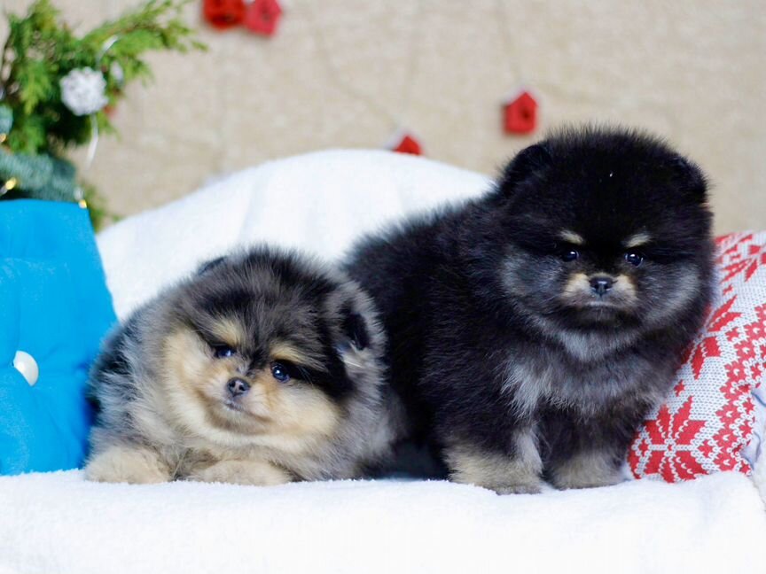 Померанский шпиц мальчики