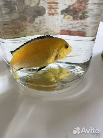 Рыба Лабидохромис еллоу