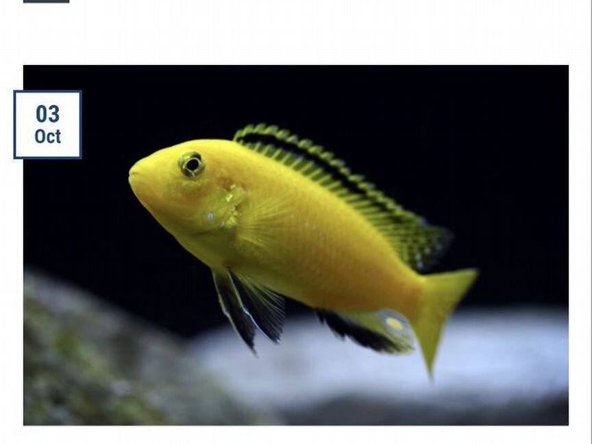 Аквариумные рыбки