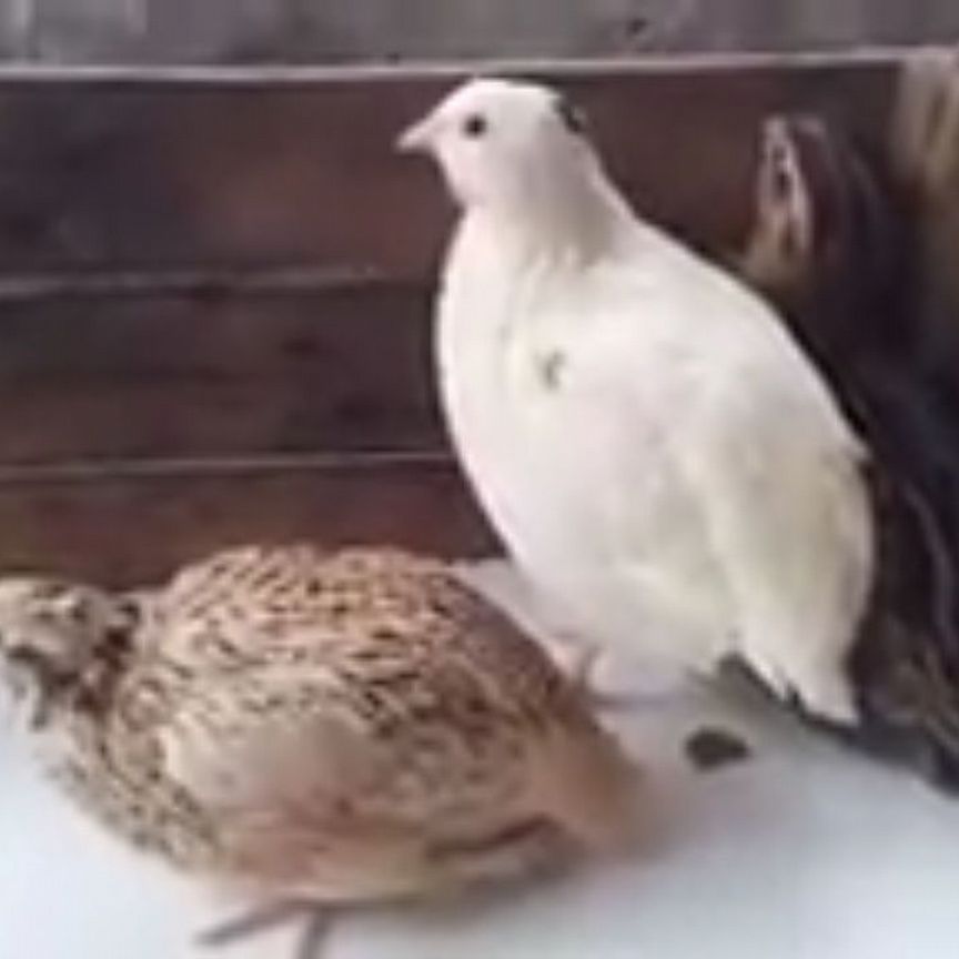 Перепела Техасцы и Фениксы