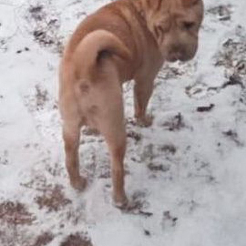 Бархатный шарпей ищет дом