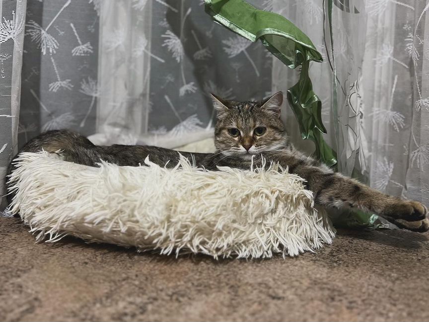 Милка ищет дом