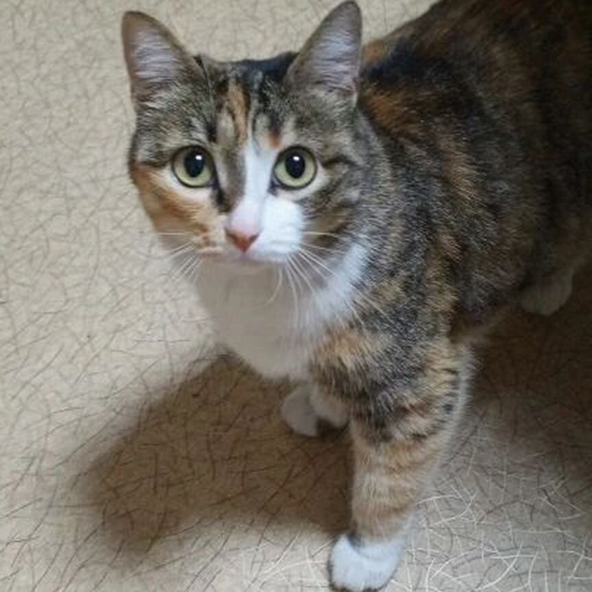 Взрослая, кошка в добрые руки