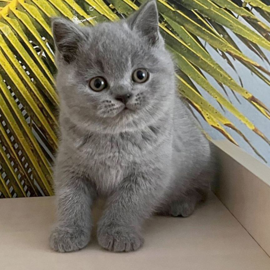 Британский короткошёрстный котёнок