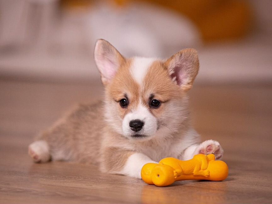 Вельш-корги пемброк