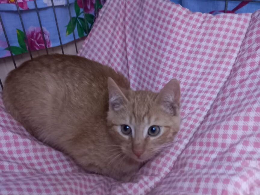 Котята ищут дом