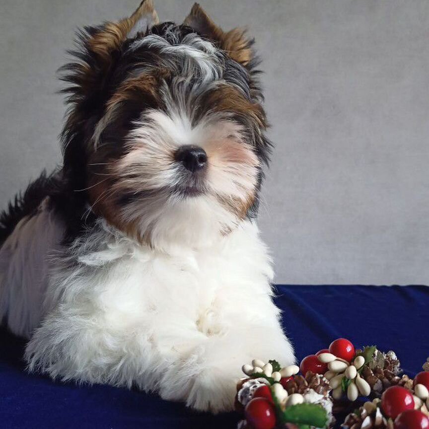 Бивер-йоркширский терьер, щенок