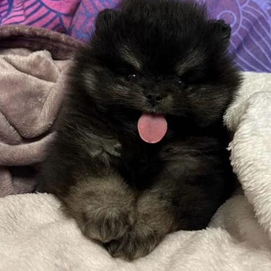 Померанский шпиц, щенок