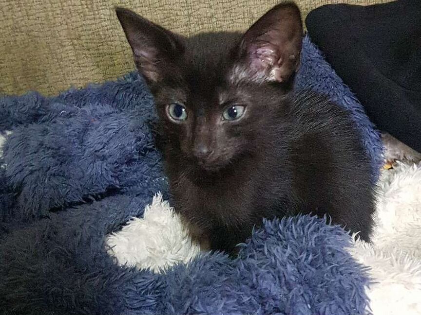 Ориентальная кошка