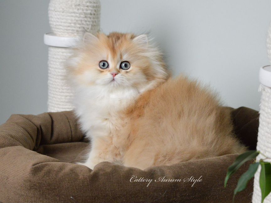 Девочка хайленд страйт золотая затушеванная