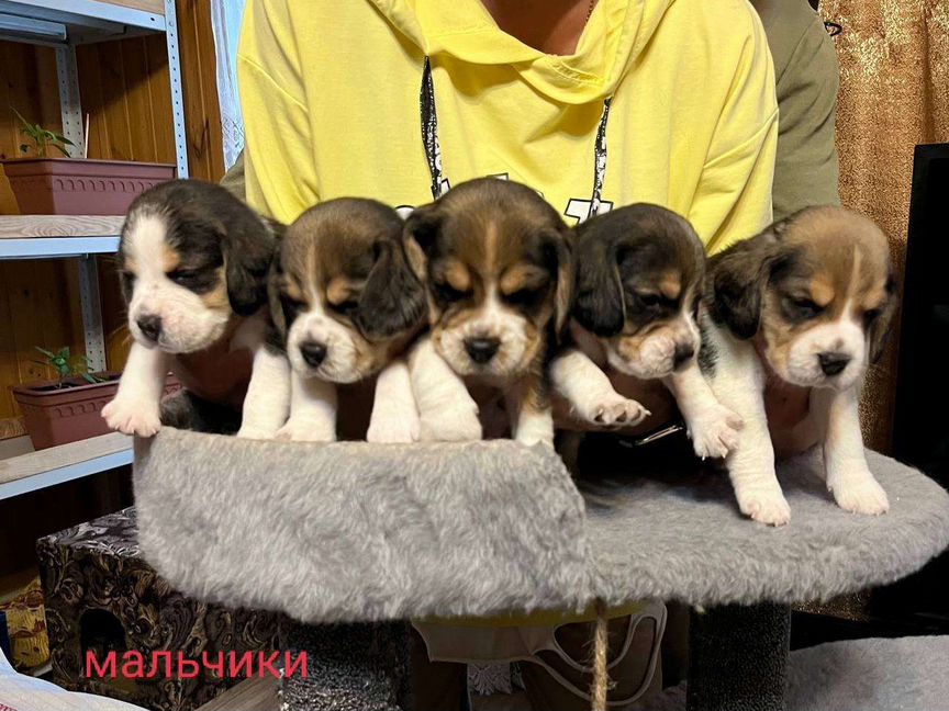 Щенки бигль