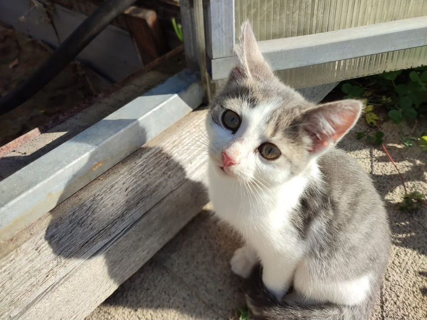 Котята в дар