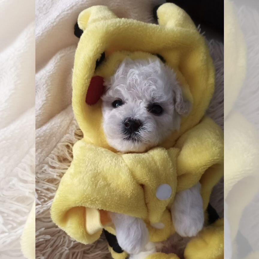 Бишон фризе, щенок