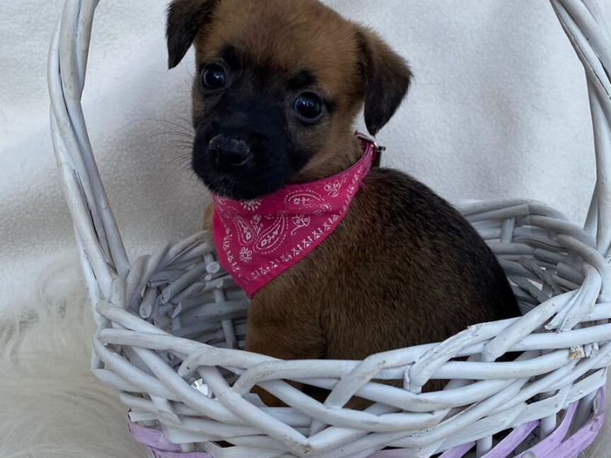 Той-терьер щенки