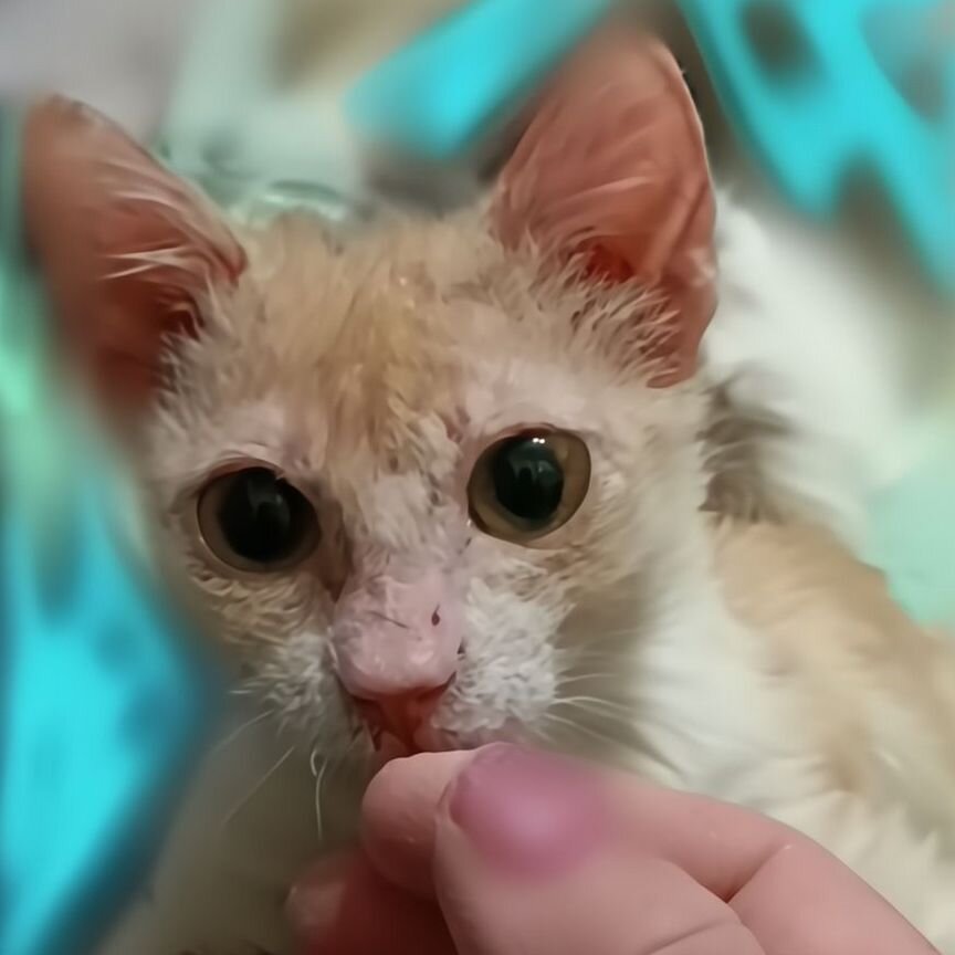 Котёнок в добрые руки