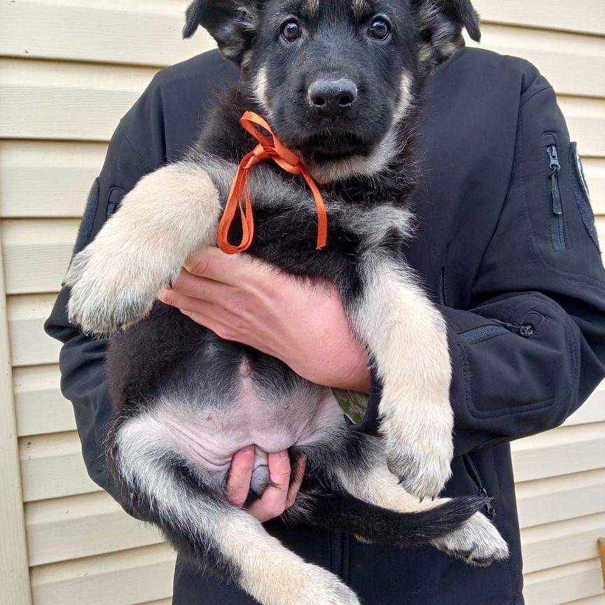 Щенки вео Восточноевропейской овчарки