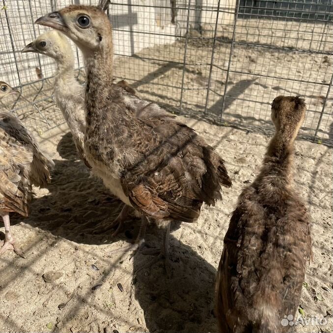 Индийский павлин