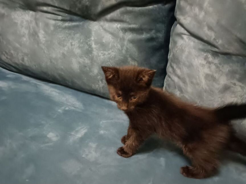 Черный котенок
