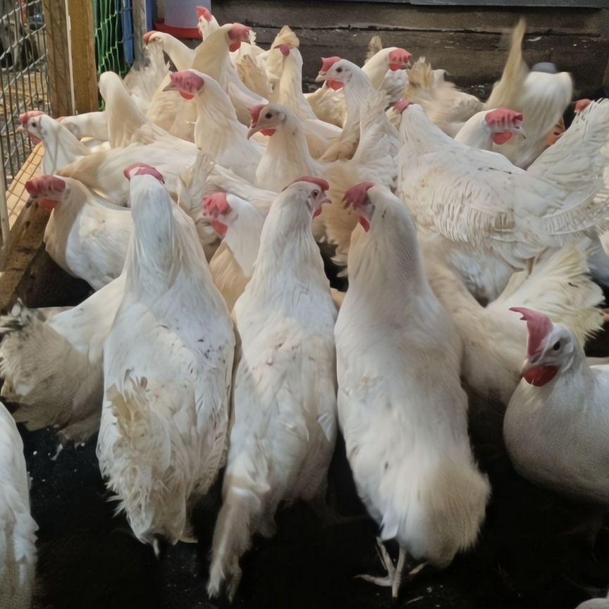 Куры молодки