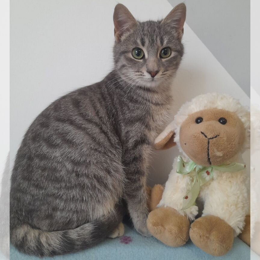 Малышка Тиша