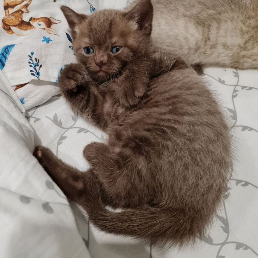 Котенок