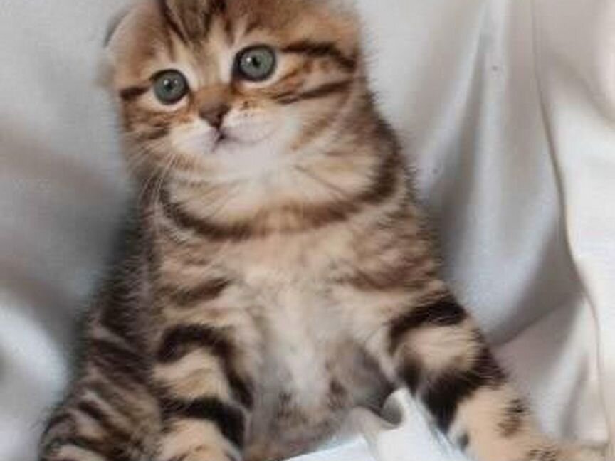 Мраморные вислоухие котята