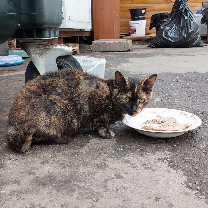 Кошка в добрые руки