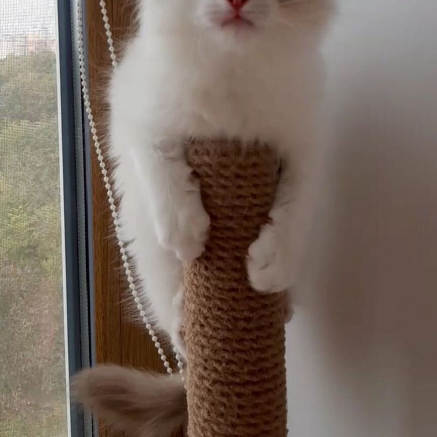 Котята рэгдолл. Ragdoll