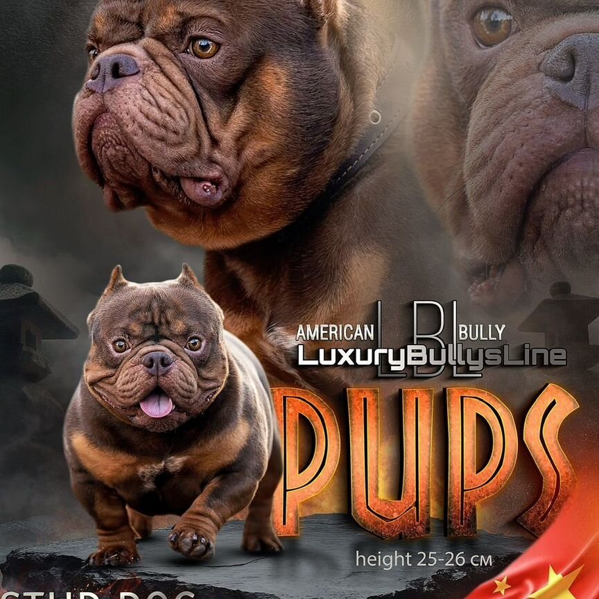 Американский булли, вязка