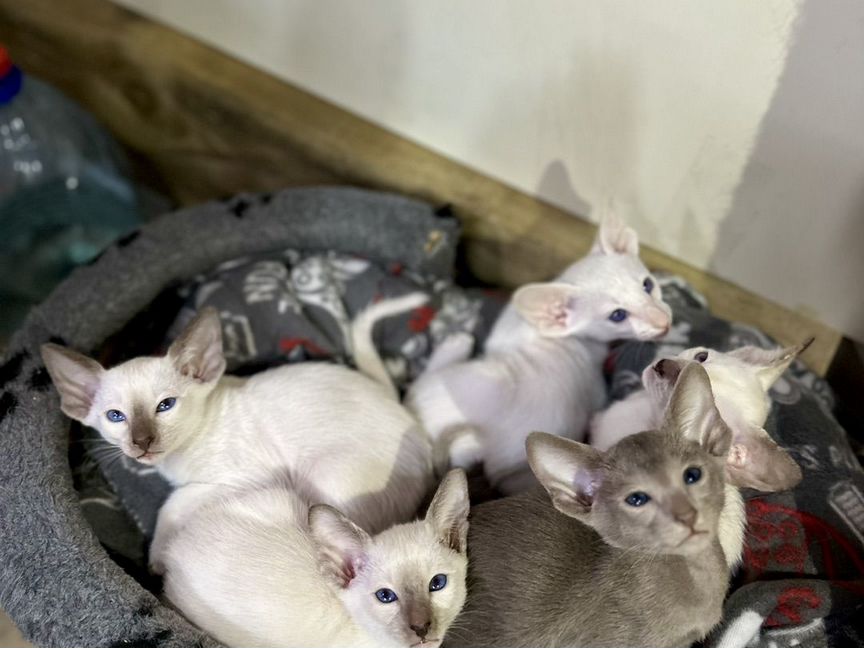 Ориентальные котята