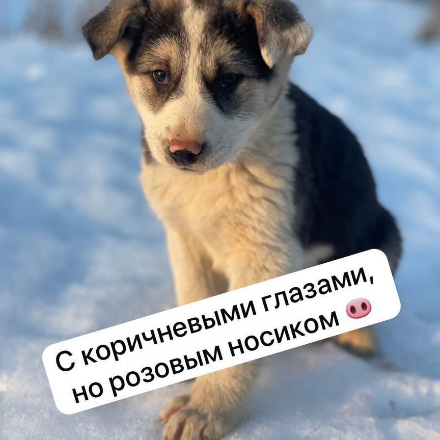 Звёздные ребята из Посёлка Репино