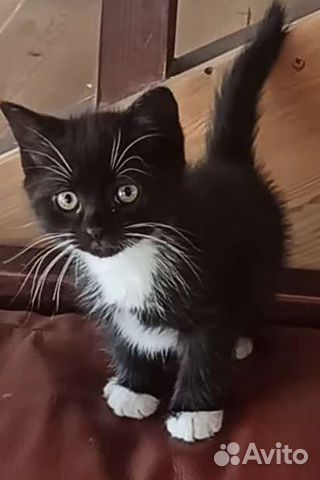 Котёнок мальчик