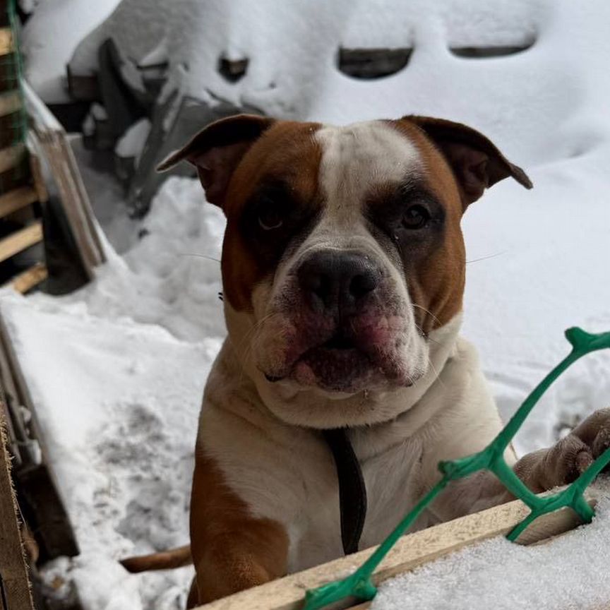 Американский стаффордширский терьер, взрослый пёс