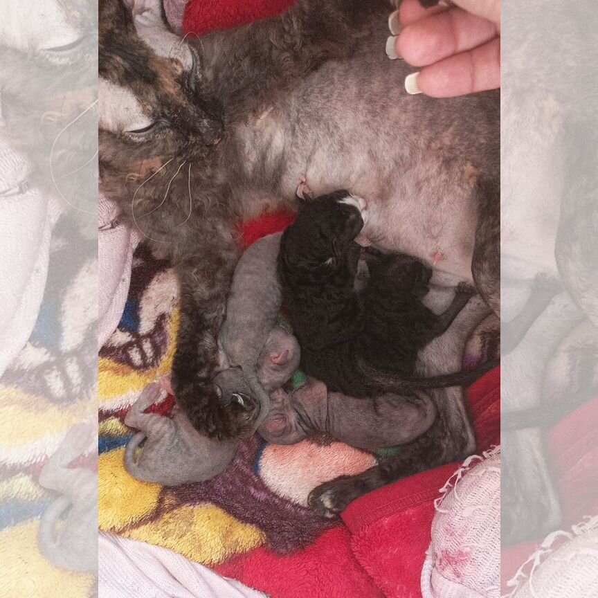 Котята сфинкс