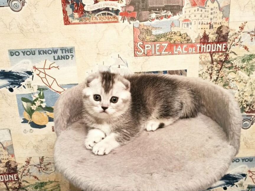 Продам шотландских котят