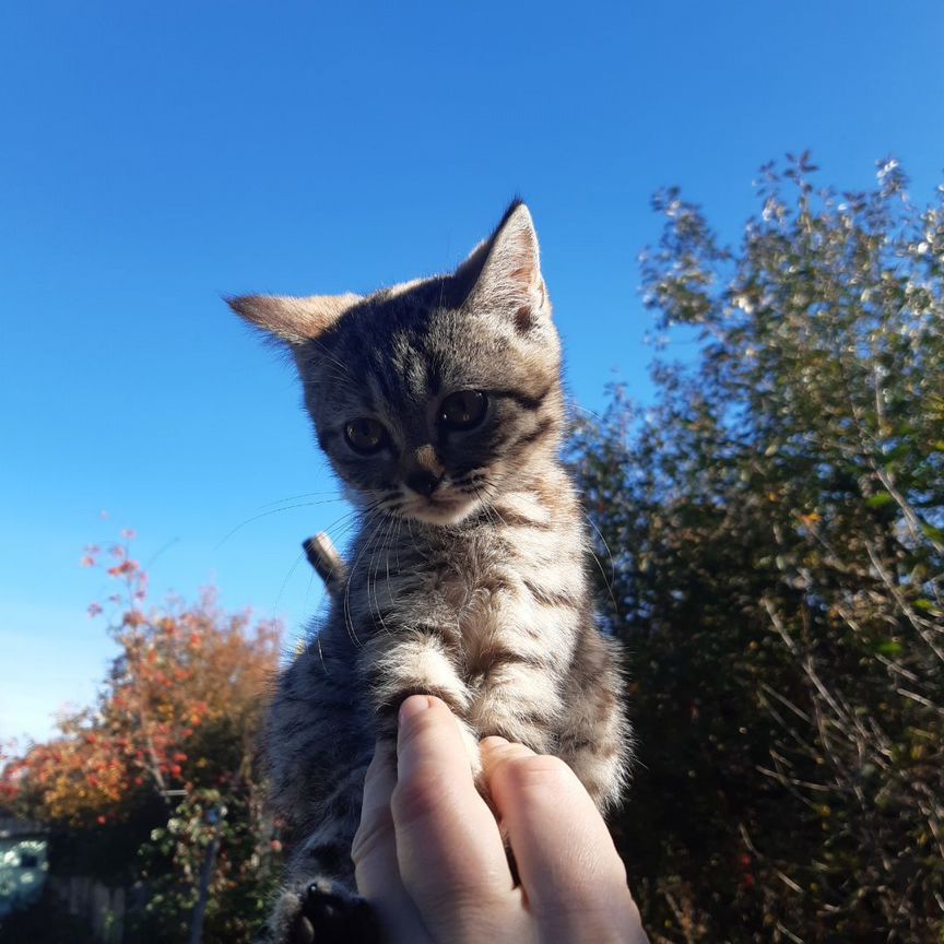 Британский котенок