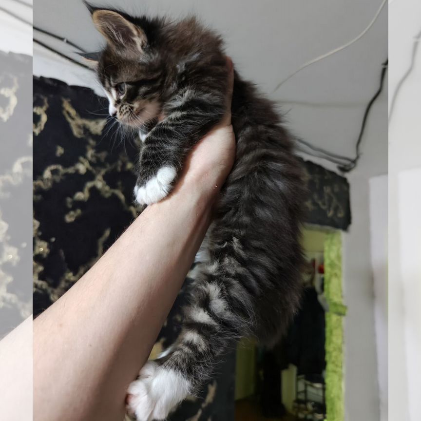 Мейн-кун котёнок