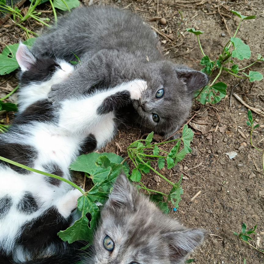 Котики бесплатно в добрые руки