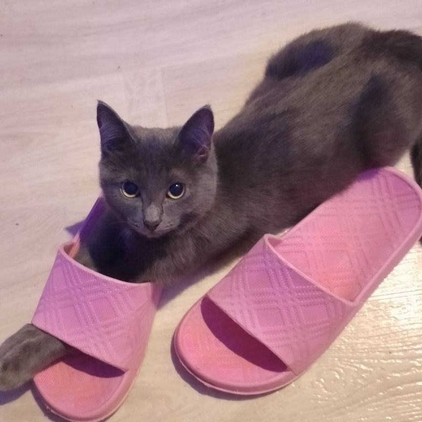 Британский короткошёрстный котёнок