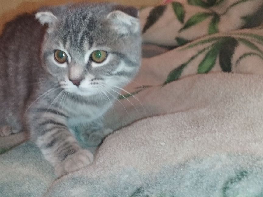 Котенок британский